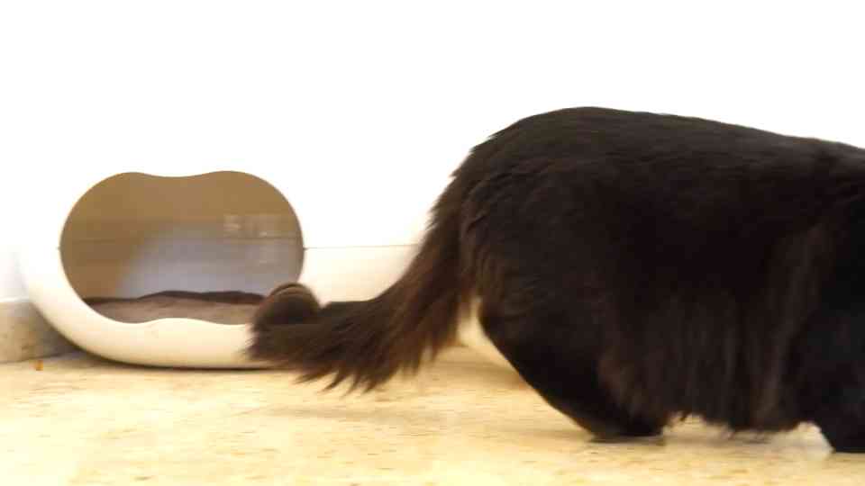 Amazing recovery - two cars drove over this cat!