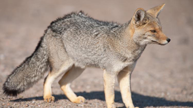 Rabid fox bites 2 people in North Wilkesboro, officials say