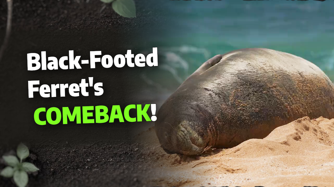 6 Creatures That Call America Their Only Home