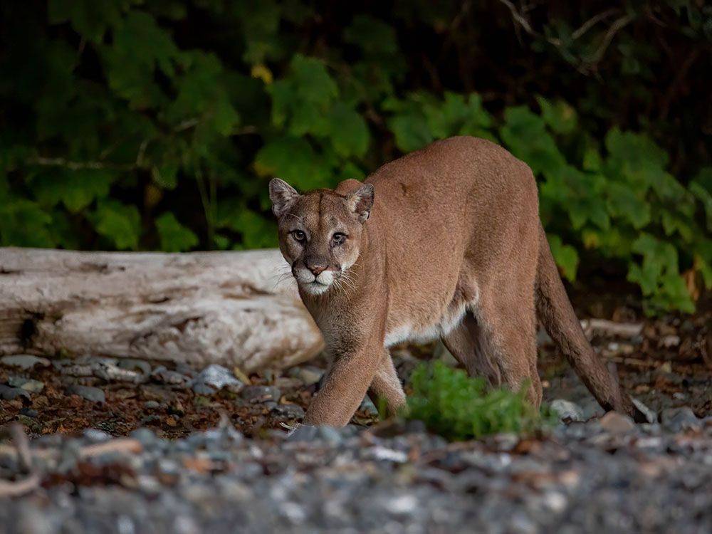 Cougars in B.C.: What to know about sightings, safety tips and what to ...