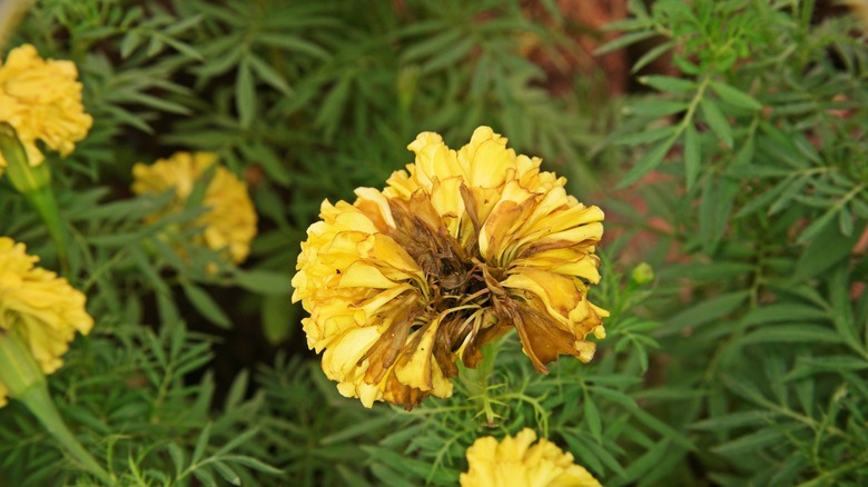 11 Common Issues To Know About Before Growing Marigolds