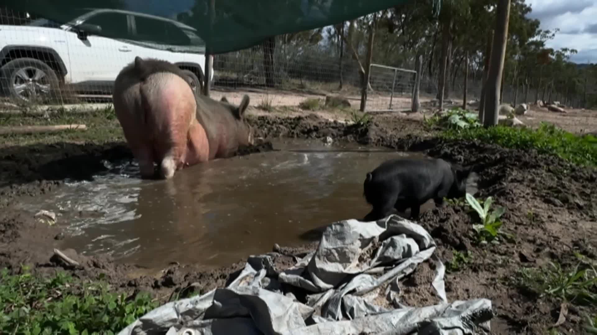 Owners shocked when so-called 'miniature' pigs grow to full size