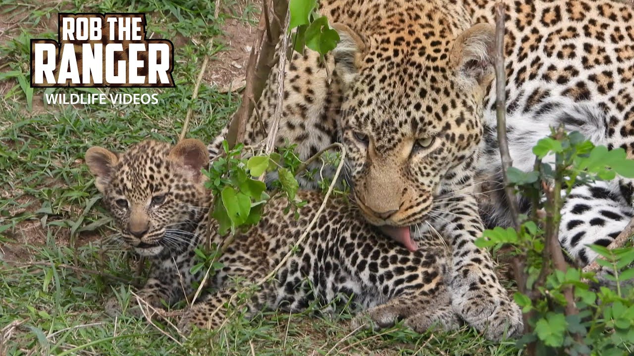 Leopard Cub and Mother Share a Rare Tender Moment