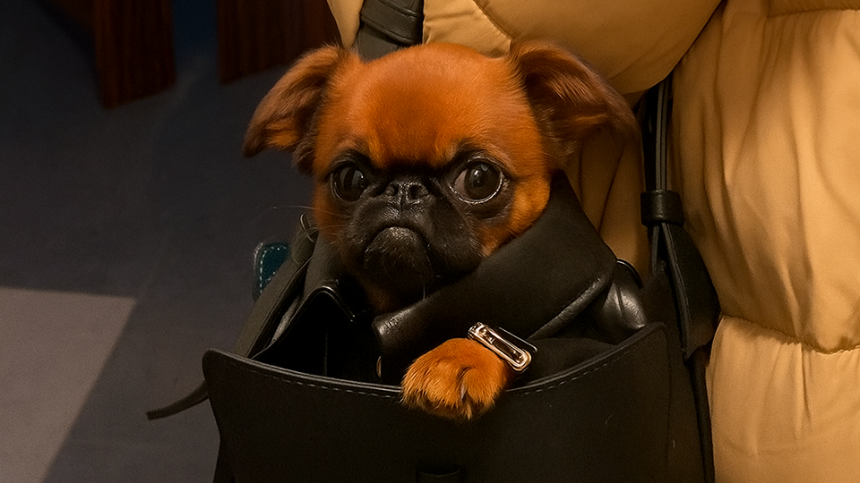 👜🐶 Tiny Dog Rides In Style (And Looks So Serious) | Funny Dog Videos