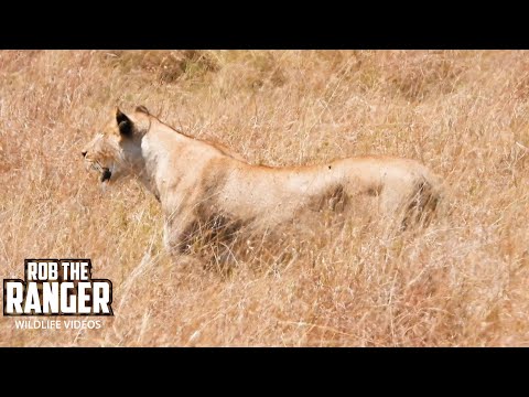 Lioness stalks warthog carefully through tall grassland plains