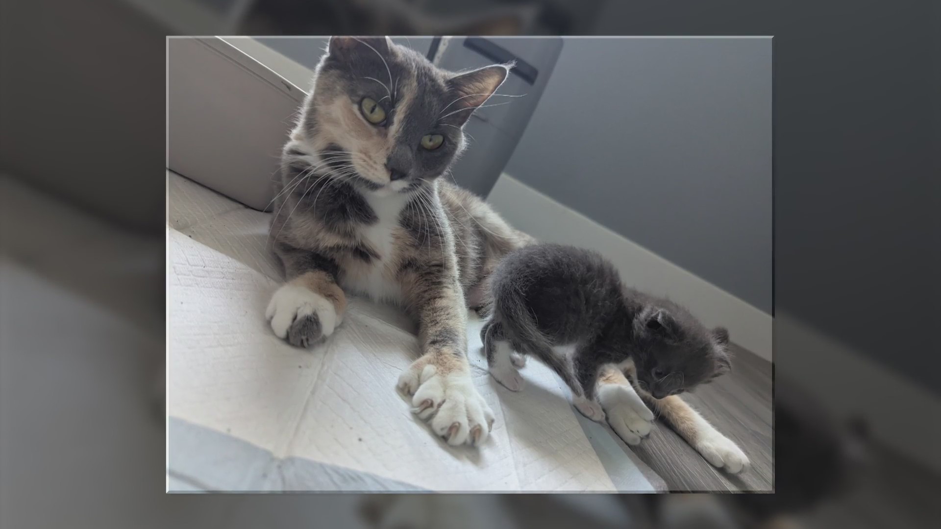 Polydactyl kitten goes viral on Albuquerque Animal Welfare’s social ...