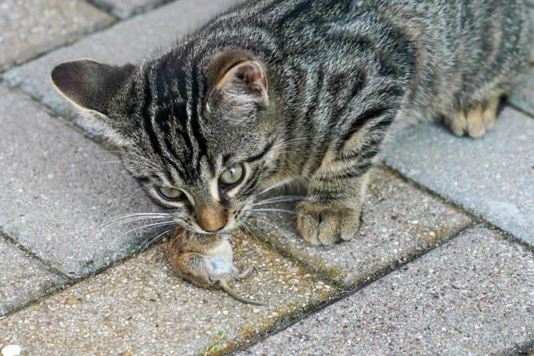 Andhra Pradesh, Nvidia Partner to Develop AI University and Train ...