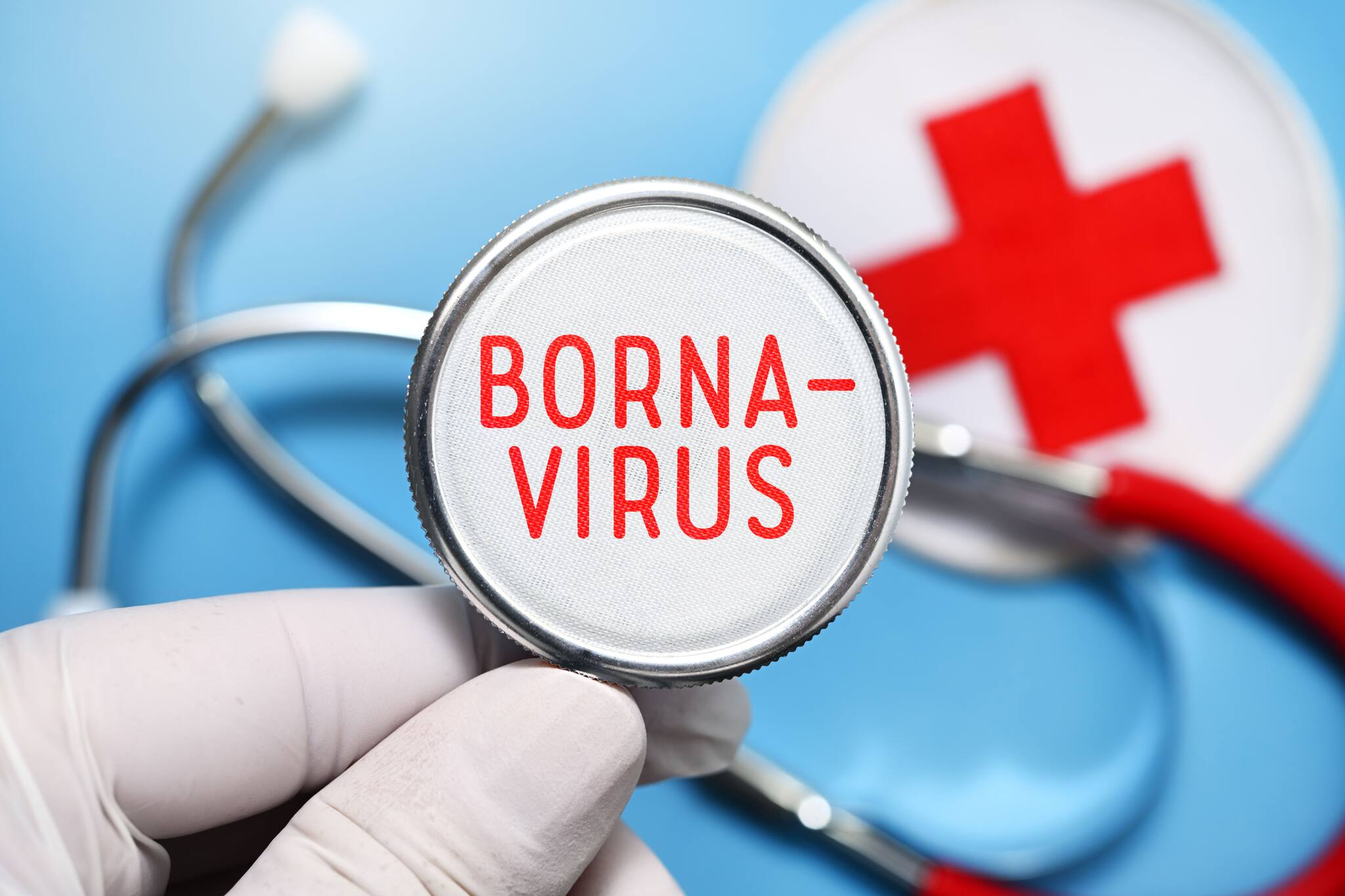 Bornavirus erklärt: Ursprung, Übertragung, Symptome & Schutz