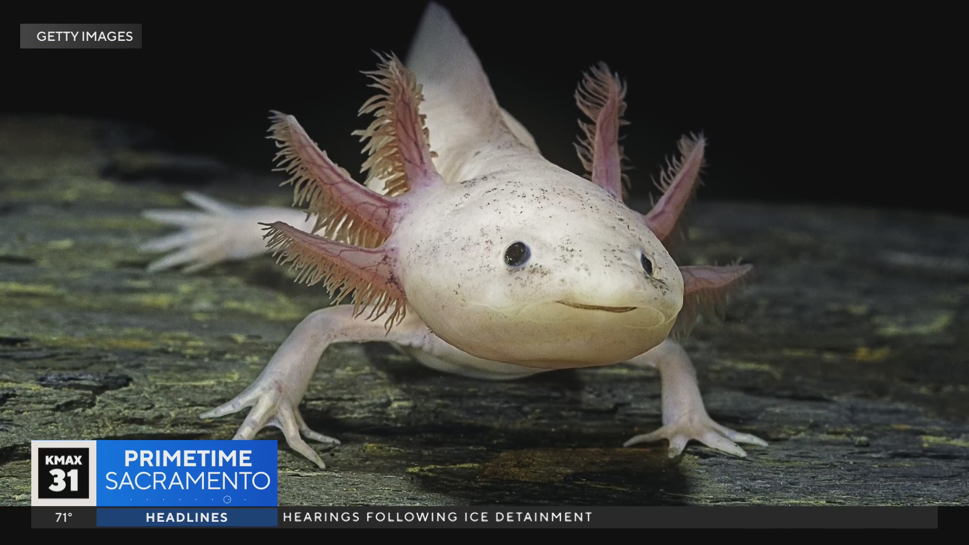 How do axolotls regrow limbs? | The Answer