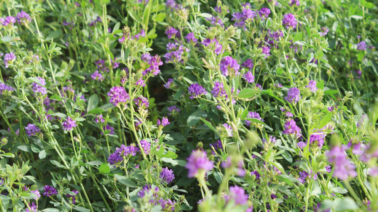 The Beautiful Flowering Cover Crop That Blocks Out Pesky Weeds In The ...