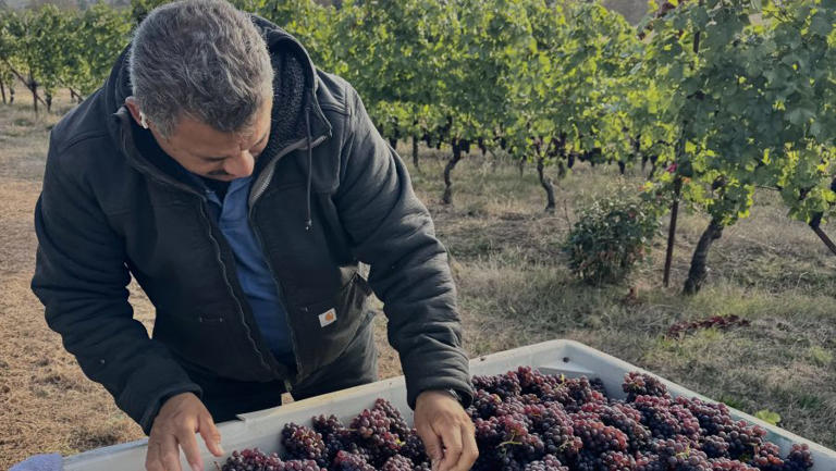 ‘It’s not just criminals’: Newberg vineyard workers shocked after ICE ...
