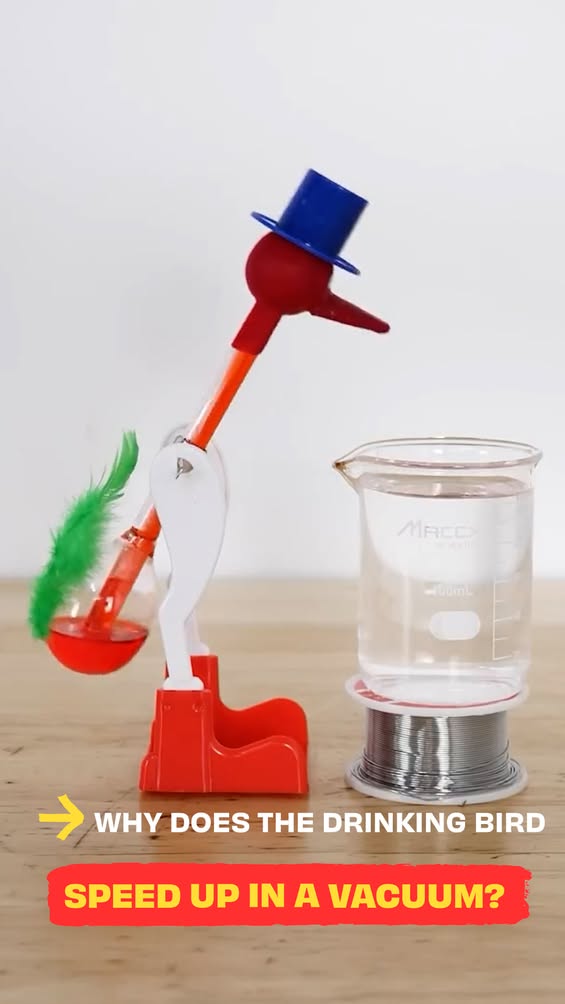 Why does the drinking bird speed up in a vacuum? 🐧