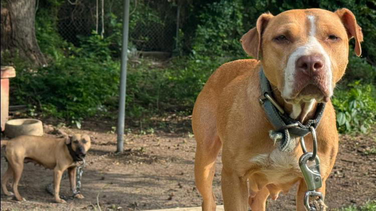 Three arrested in South Carolina dog fighting investigation