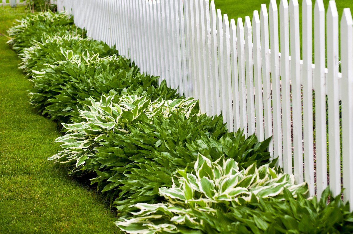 10 Easy Outdoor Plants That Don't Need Sunlight