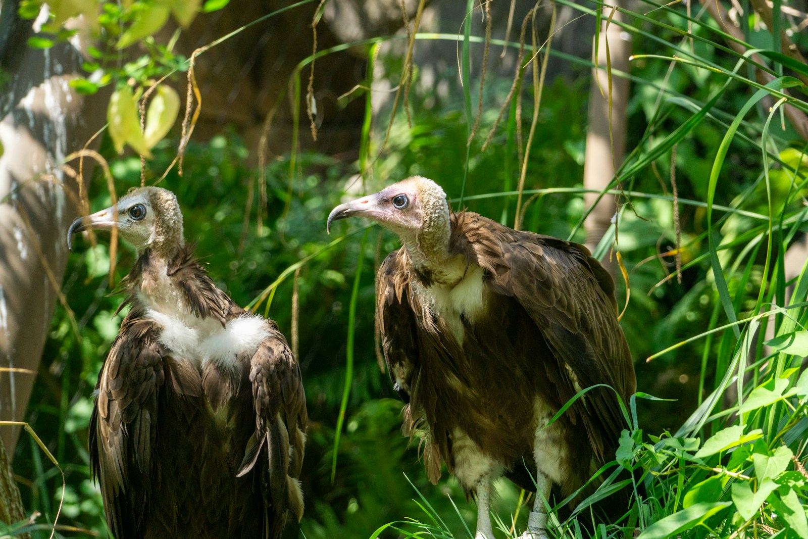 The weird world of vultures: habits, adaptations and little-known facts