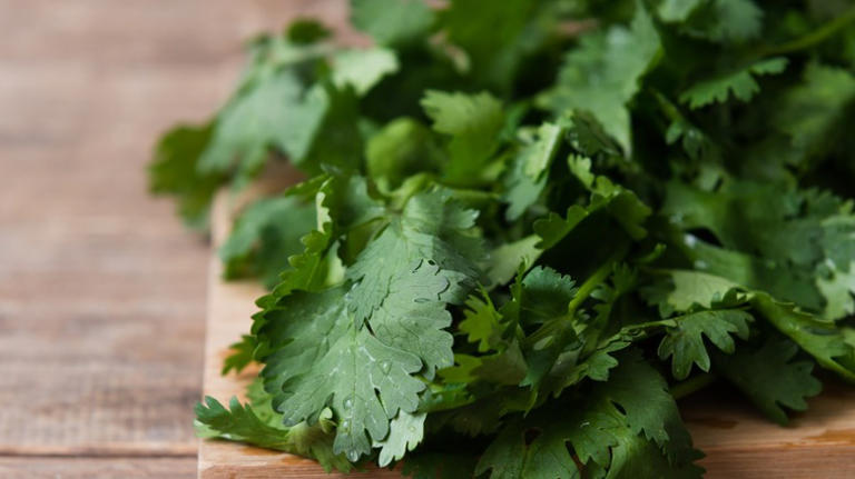 Cilantro Vs Culantro: What's The Difference Between The Similarly Named ...