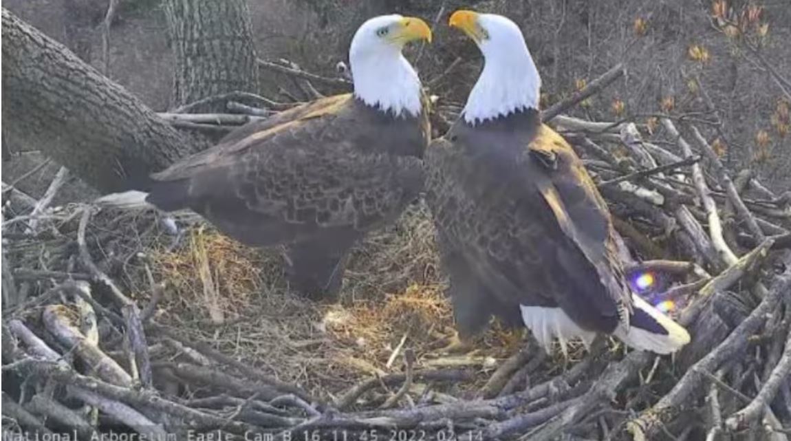 No eaglets this time for D.C.’s most famous bald eagle couple
