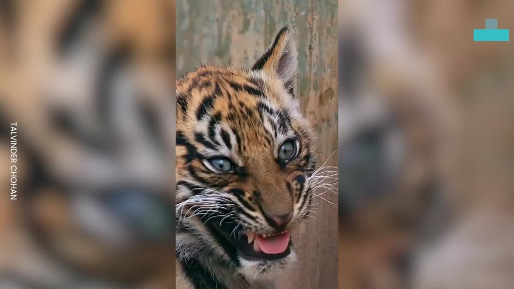 Cheeky Tiger Cubs Steal the Show with Hilarious Faces