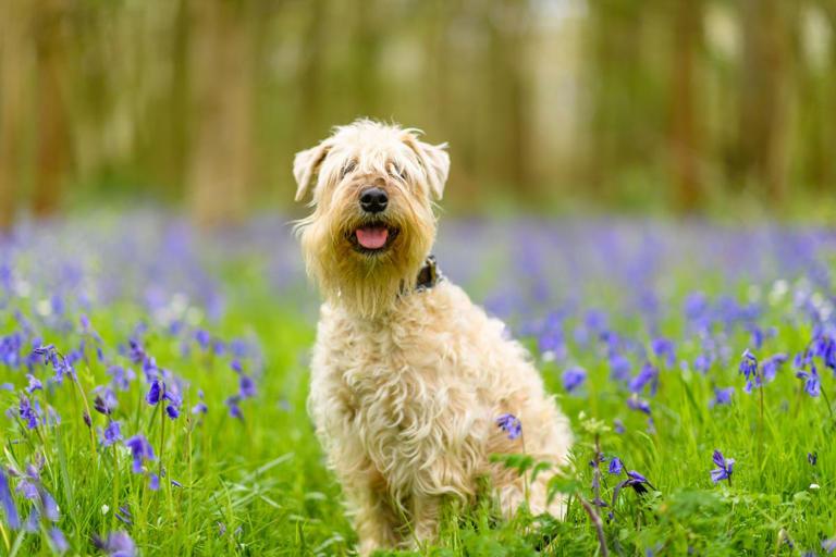 5 adorable dog breeds with beards and mustaches