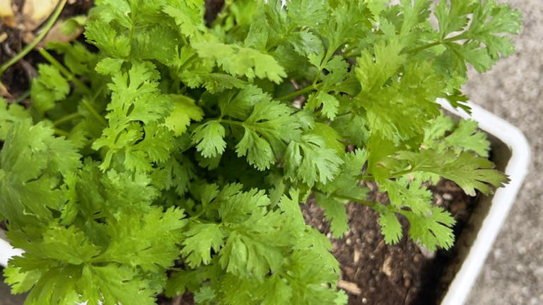 Cilantro Vs Culantro: What's The Difference Between The Similarly Named ...