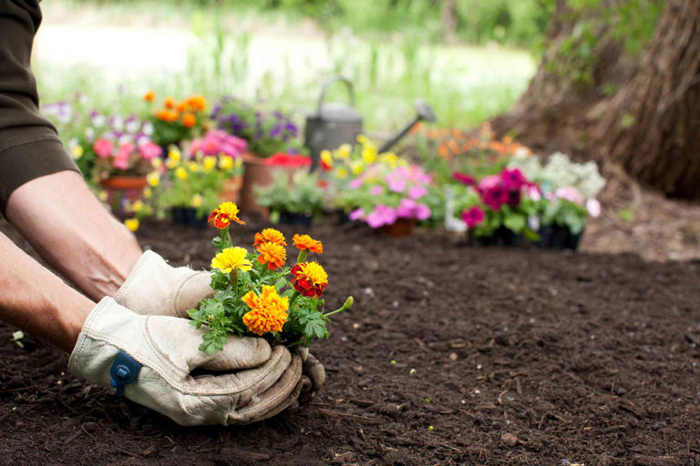 7 Plants That Naturally Boost Soil Health—and Make Gardening Easier
