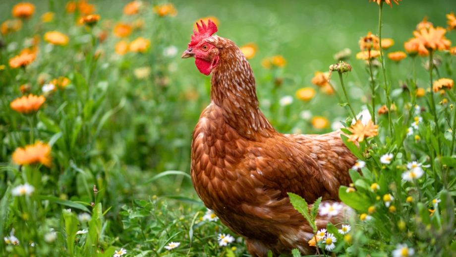14 Flowers That Are Both Beautiful and Chicken-Safe