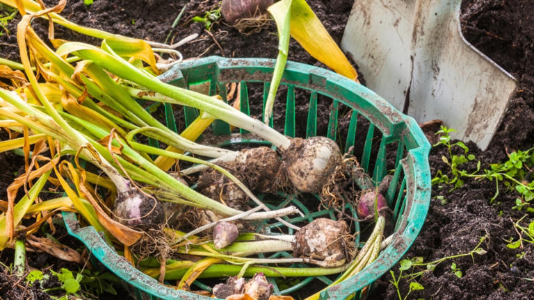 Digging Up vs. Leaving Bulbs in the Ground: 7 Considerations
