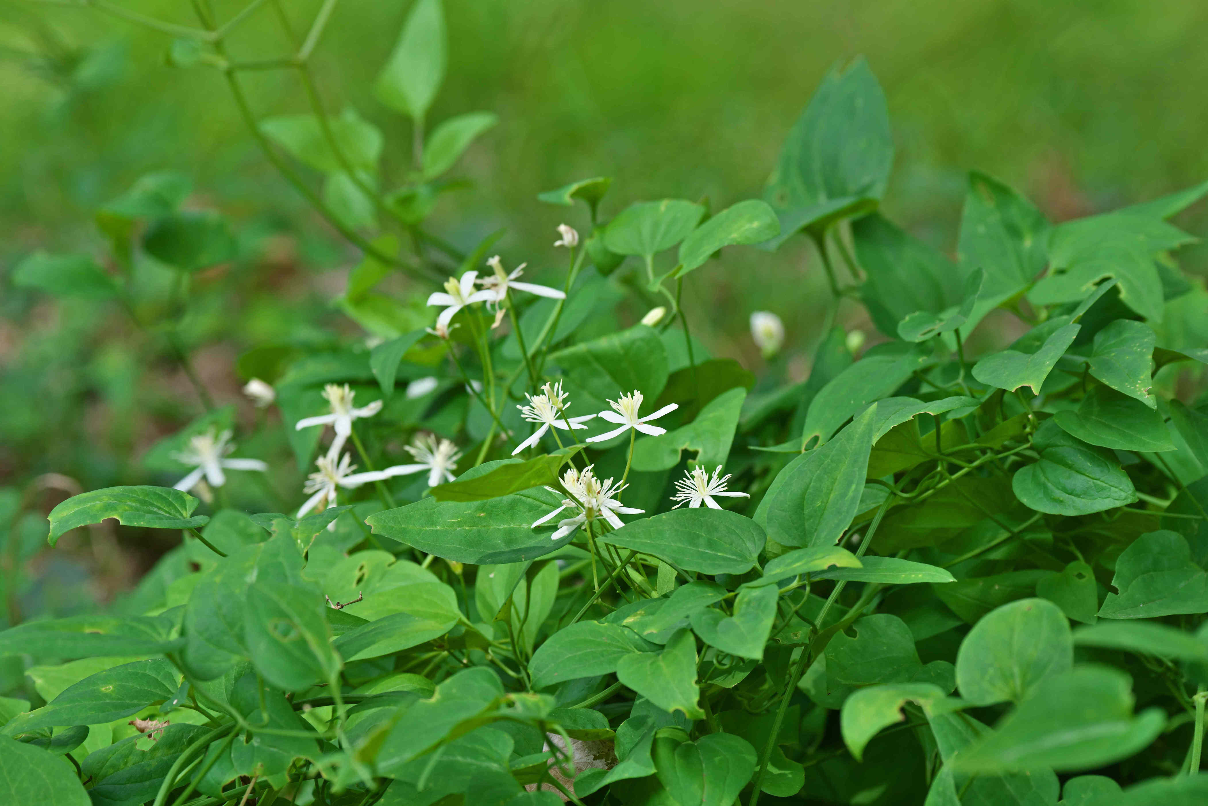 How To Stop Aggressive Vines Before They Overrun Your Flower Beds