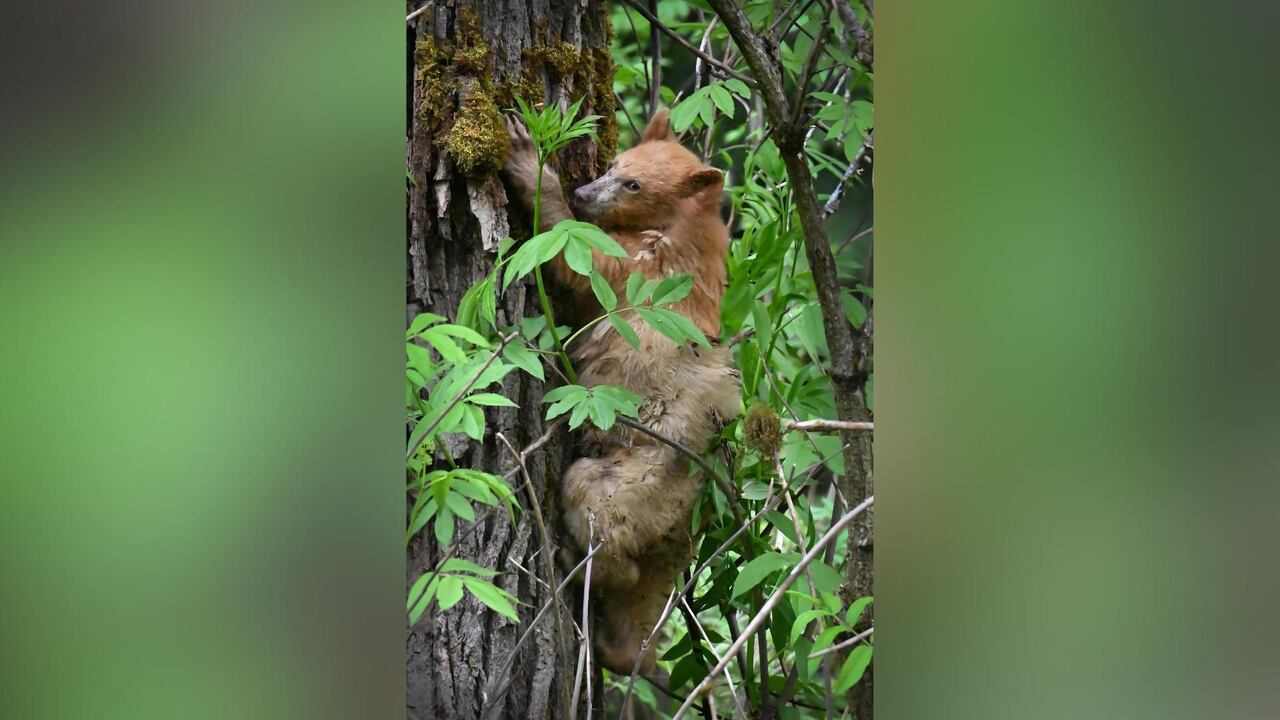 Rare spirit bear cub living near B.C. highway stirs excitement, concern ...
