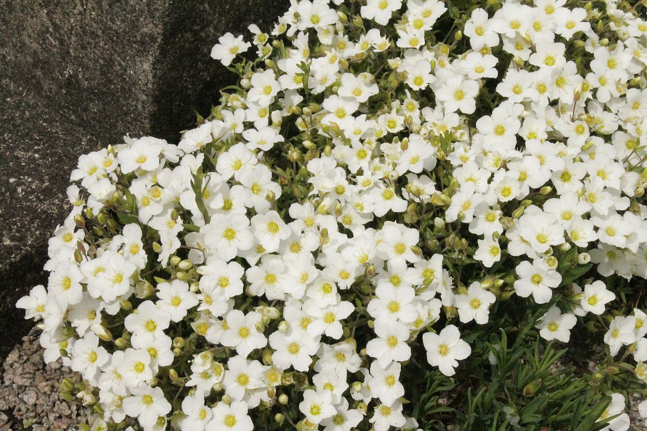 Cultivo y cuidados de la arenaria: guía completa para un jardín ...