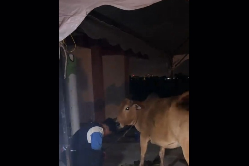 Runaway cows spark viral TikTok video — stir up plenty of laughs and ...
