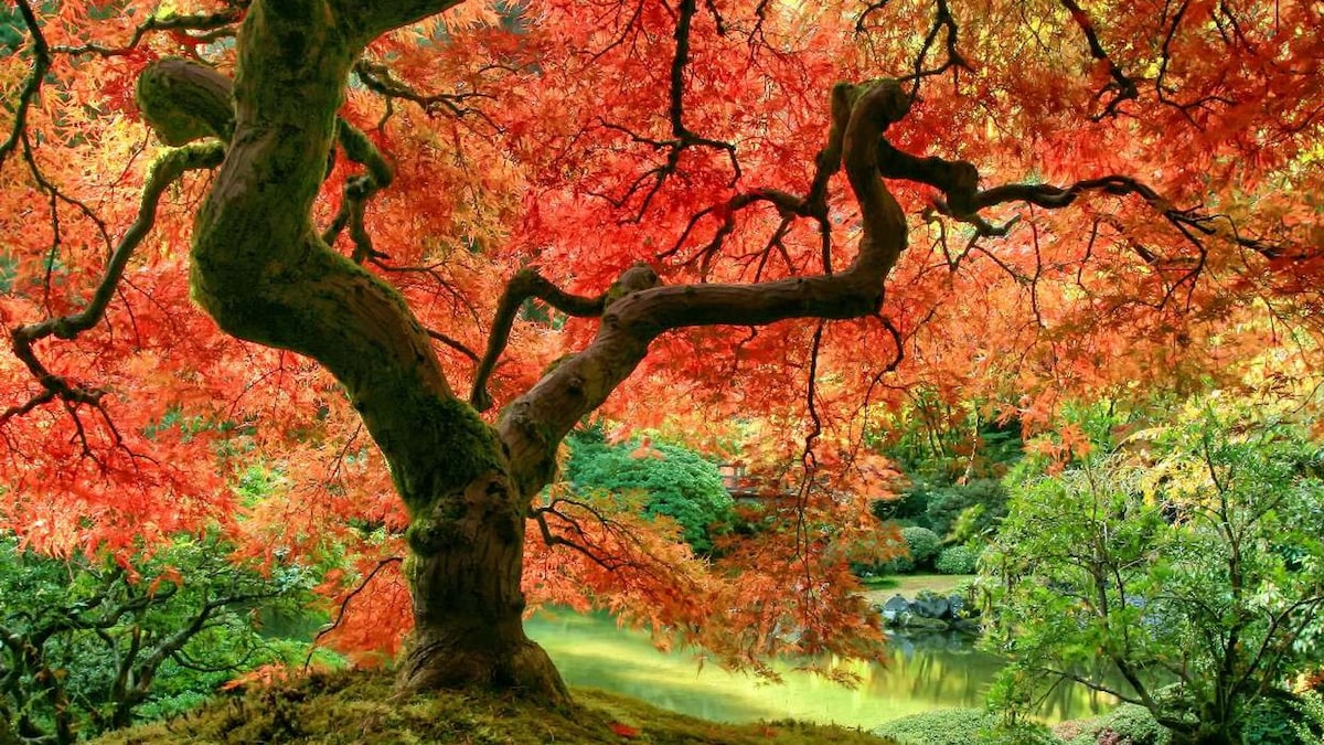 Guía completa y actualizada para el cuidado del Acer mono resistente a ...