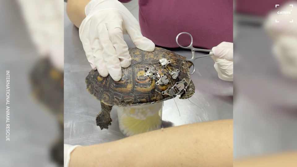 Turtle With Broken Shell Stuck Back Together