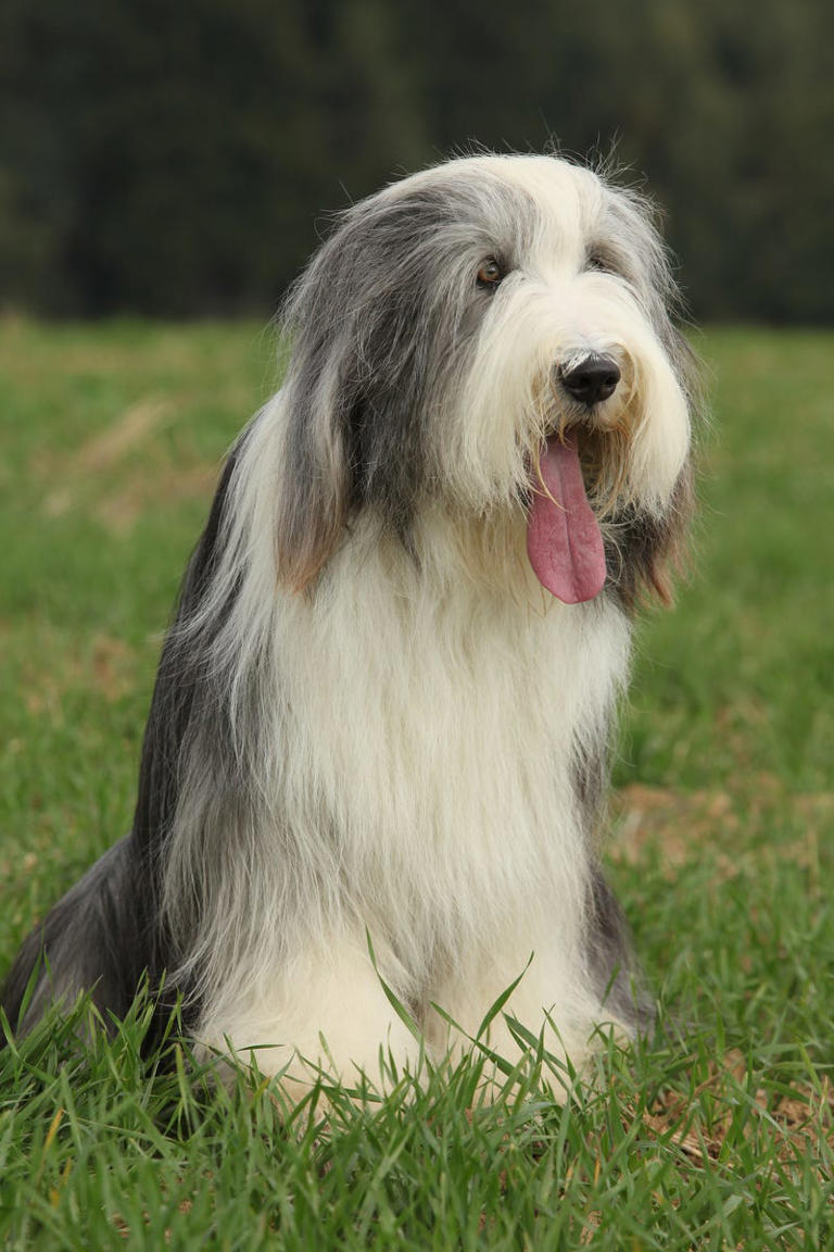 5 adorable dog breeds with beards and mustaches