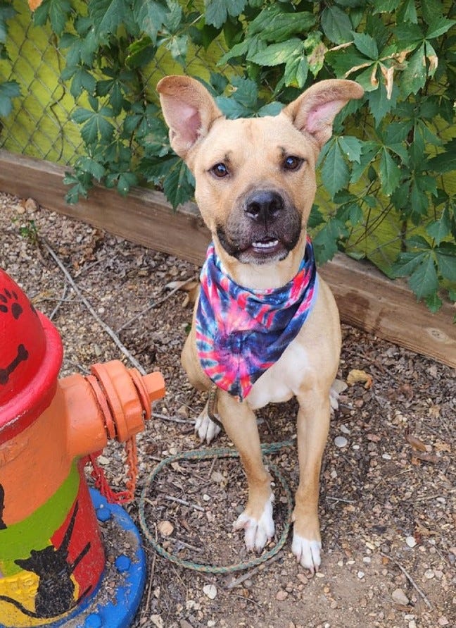 'Literal lifesaver': Abandoned dog hailed a hero for giving blood to ...