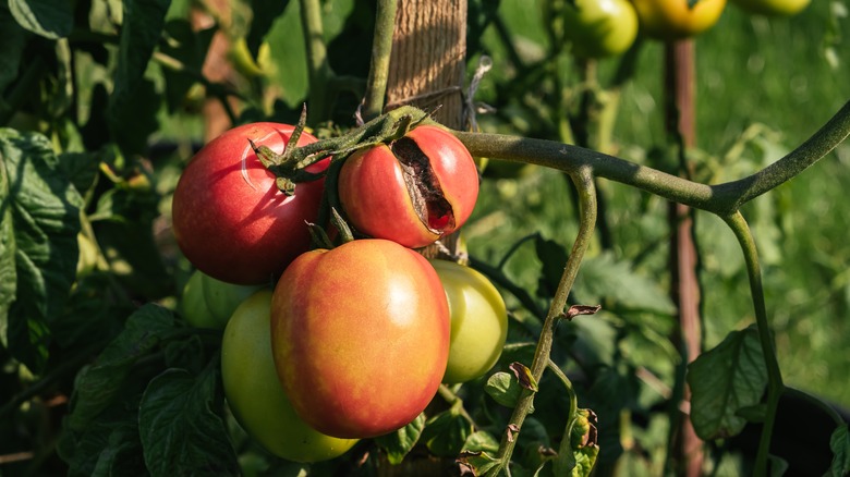 Keep Your Tomatoes From Cracking And Splitting With A Simple Watering Tip