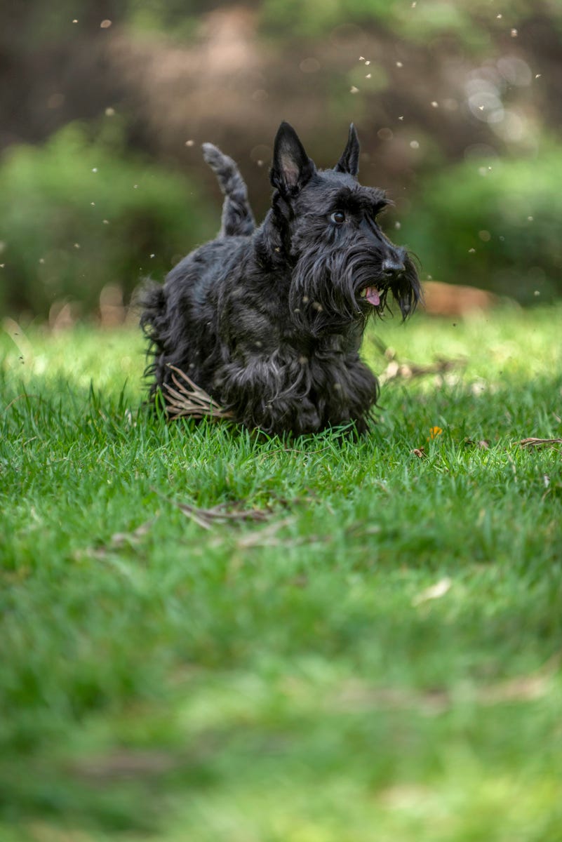 5 adorable dog breeds with Beards and Mustaches