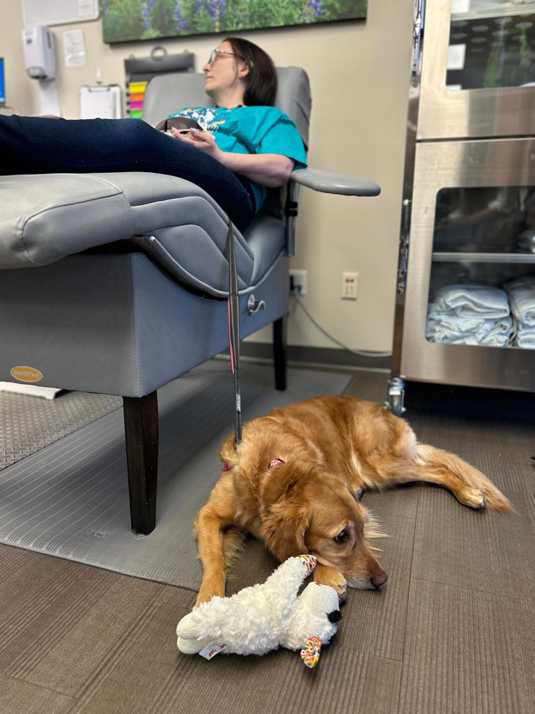 Want to become a blood donor? Here's how you and your dog (yes, your ...