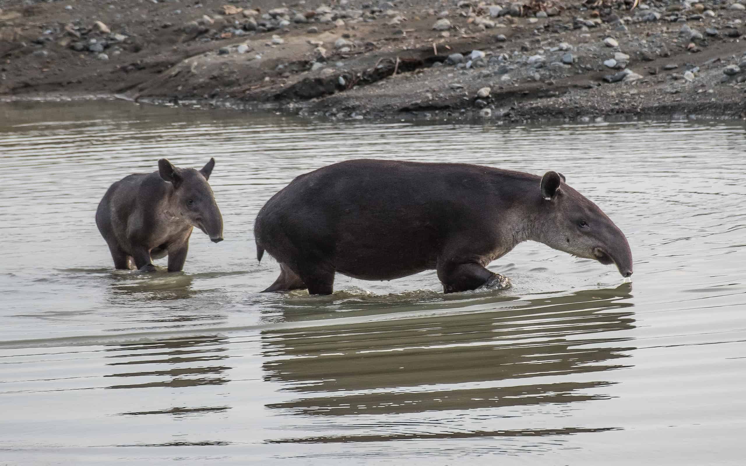 Tapirs Have Survived Since the Eocene Thanks to This Clever Trick