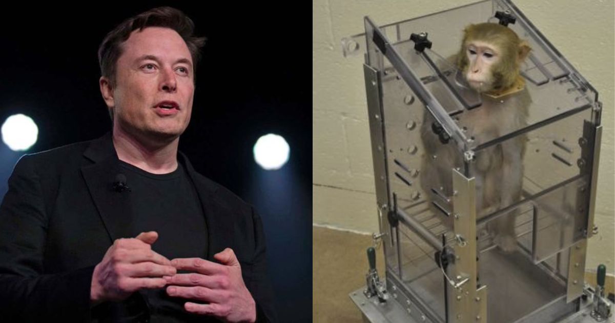 Elon Musk Tests Brain Chips on Monkeys to Create Superhumans?