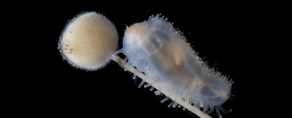 Deep-Sea Wonderland Found Thriving Where Humans Have Never Been