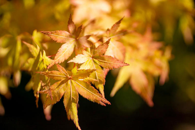Guía completa para tener un árbol de arce japonés: cuidados, plantación ...