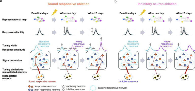 Neighborly help in the brain: Cerebral cortex networks rapidly reorganize to compensate for lost ...