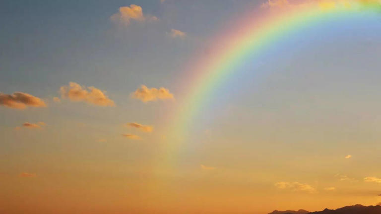 'Sensing danger, stray animals barked loudly': 140 dogs struggle ...