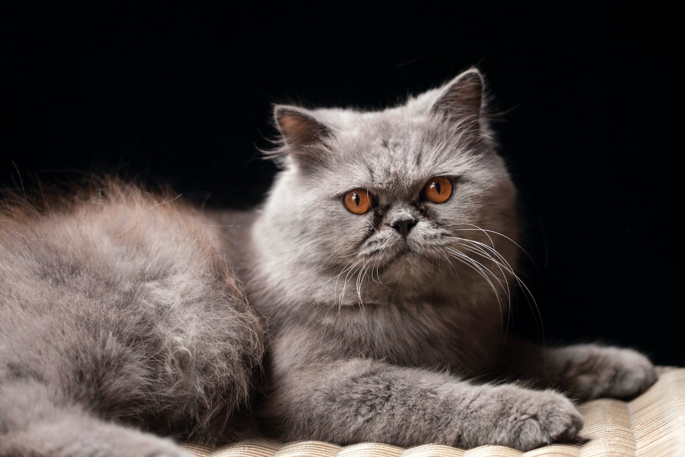 Your cat has a lot to say — here’s what they’d tell you if you could ...