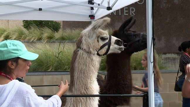 C.A.L.F. provides many fun activities for kids