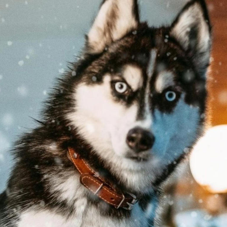 6 special traits of siberian huskies