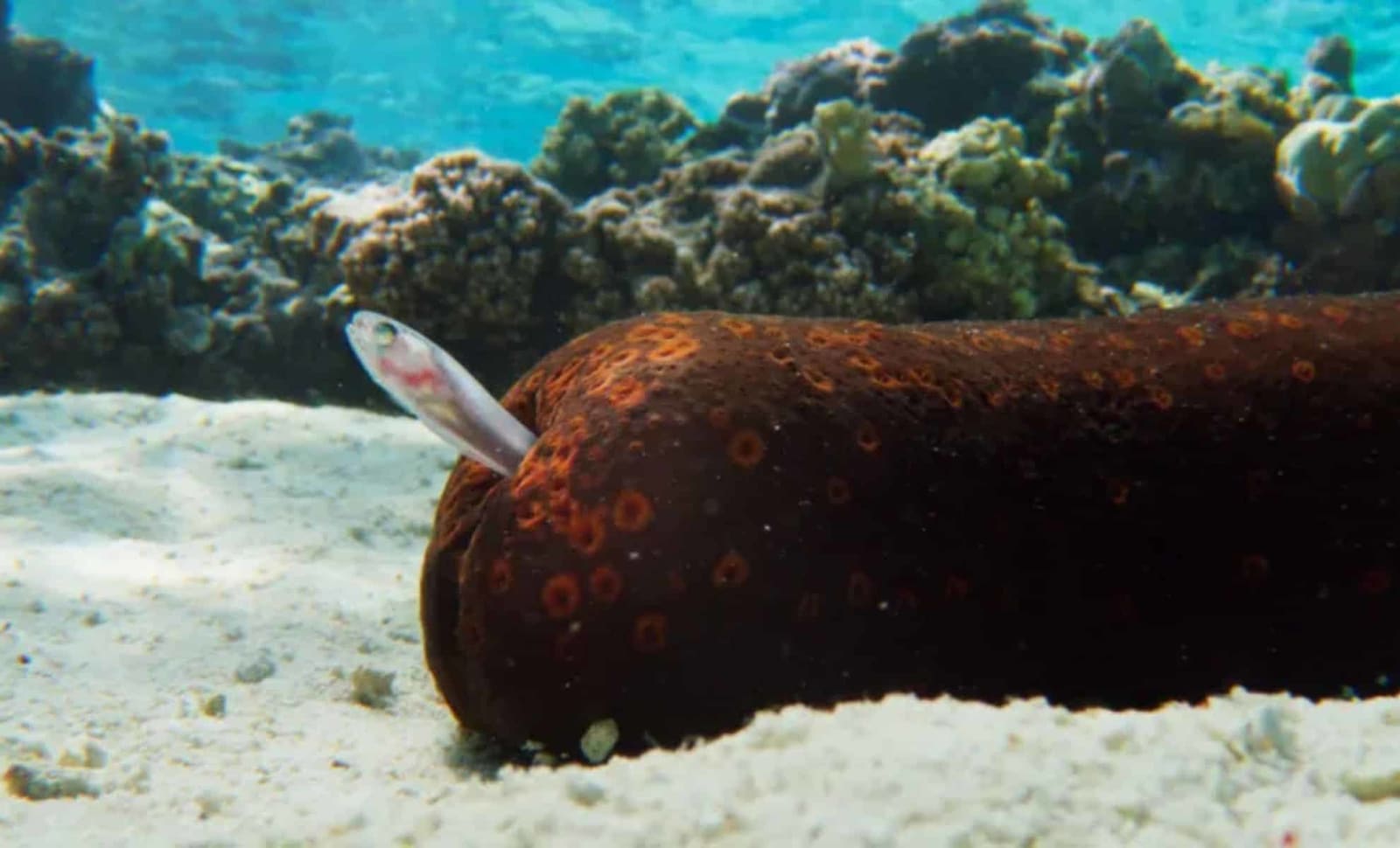 A Worm That Freezes Its Enemies With Goo—Is This the Grossest Thing You ...