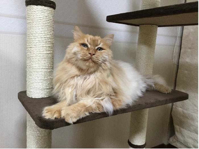 What your cat’s genes can reveal about its purr and personality