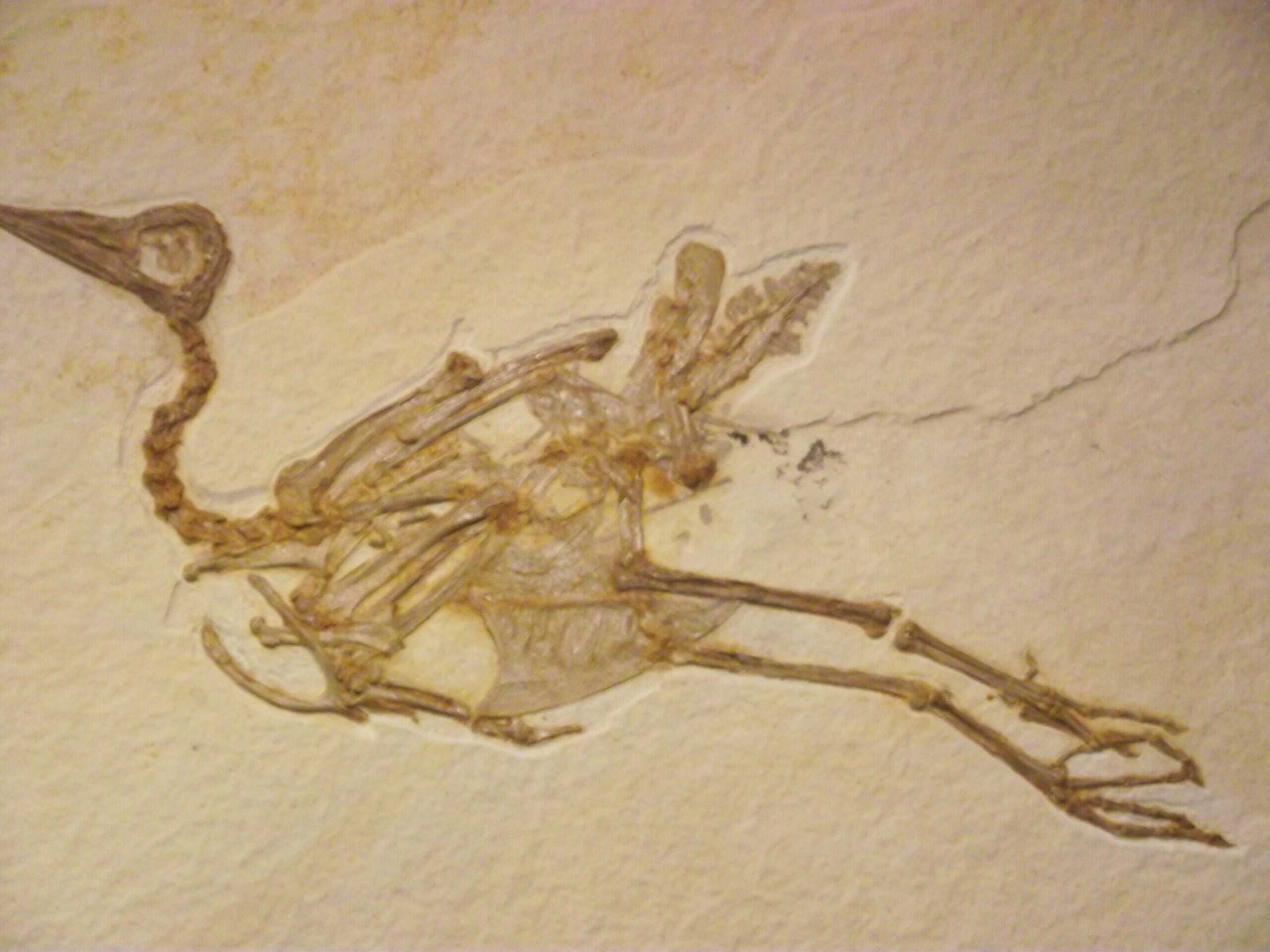 Amazing Fossils Unearthed In the Pacific Northwest